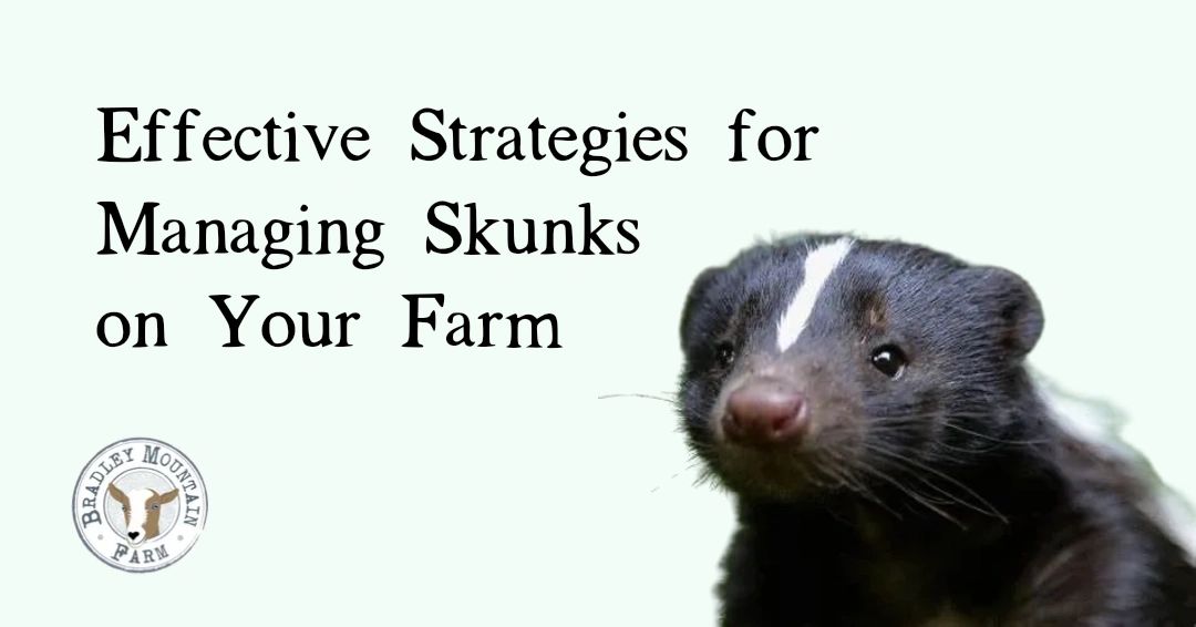 Effective Strategies for Managing Skunks on Your Farm