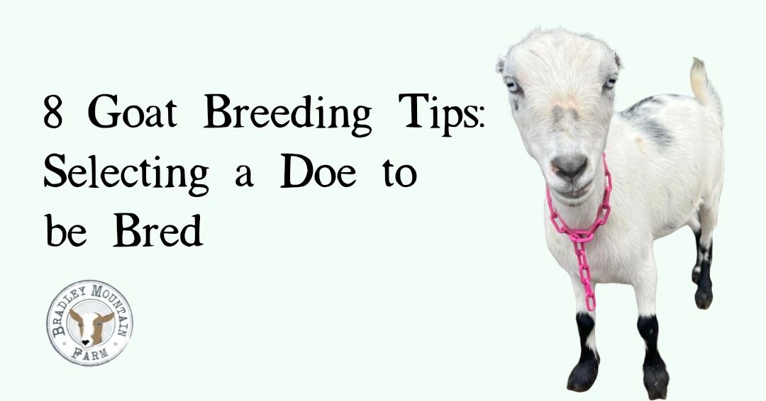8 Goat Breeding Tips: Selecting a Doe to be Bred