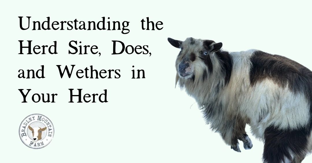 Understanding the Herd Sire, Does, and Wethers in Your Herd