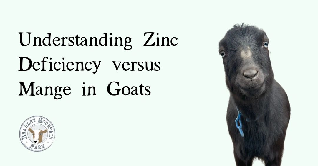 Understanding Zinc Deficiency versus Mange in Goats