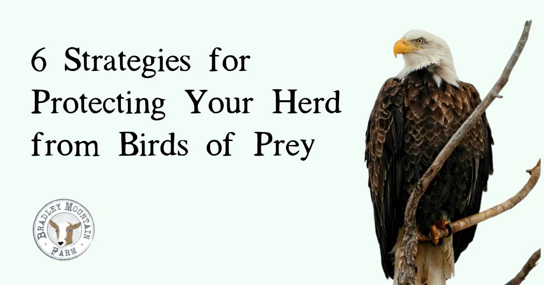 6 Strategies for Protecting Your Herd from Birds of Prey