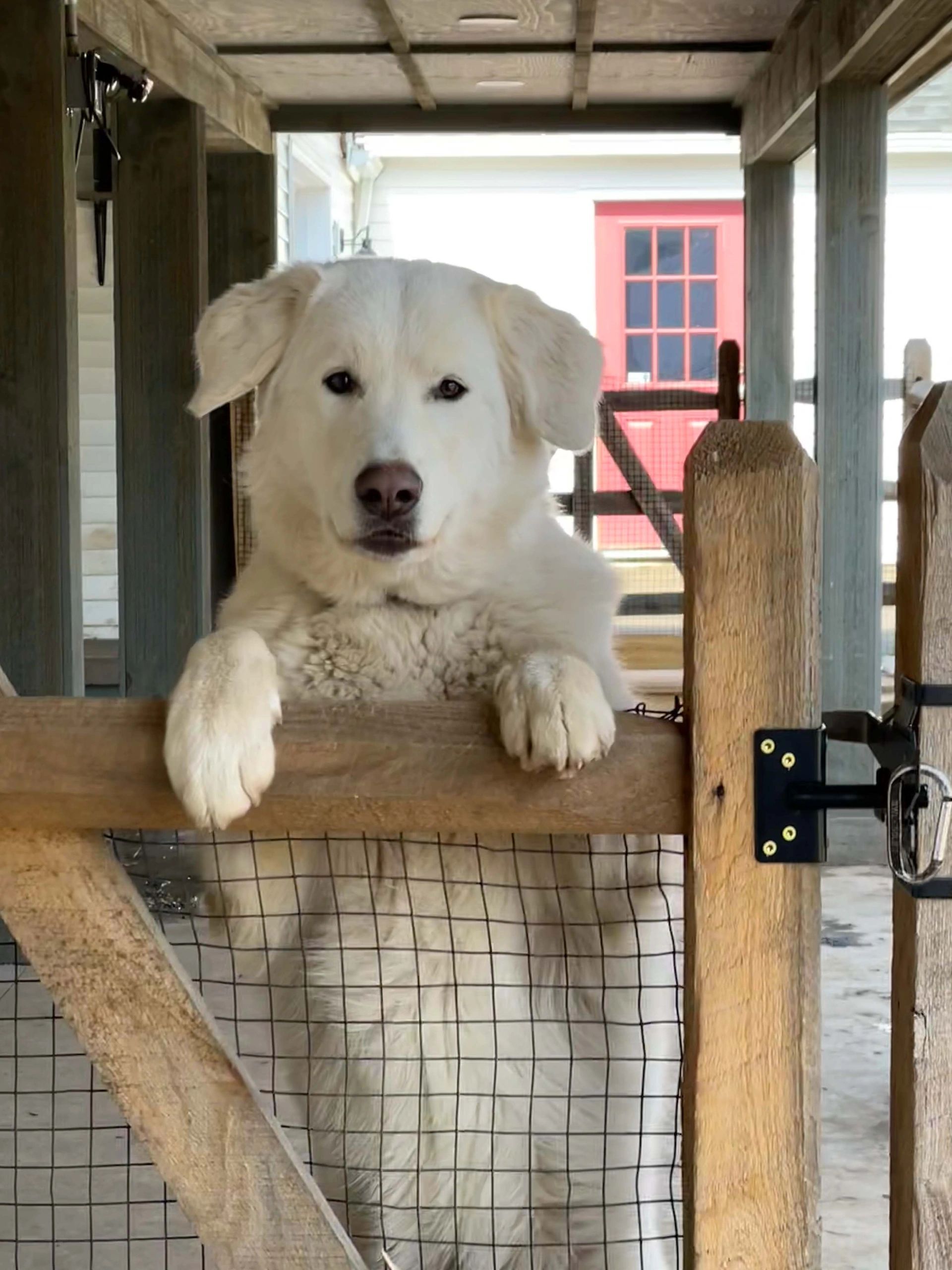 Livestock Guardian Dogs and Their Special Job on the Farm