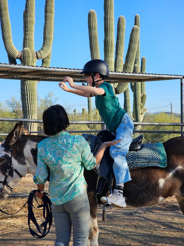 Therapeutic/Adaptive Riding Standard Size Donkey at The Donkeys of the ...