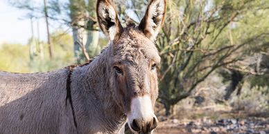 The Donkeys of the Heart, Inc - Donkeys Care, Donkey Partner, Support ...