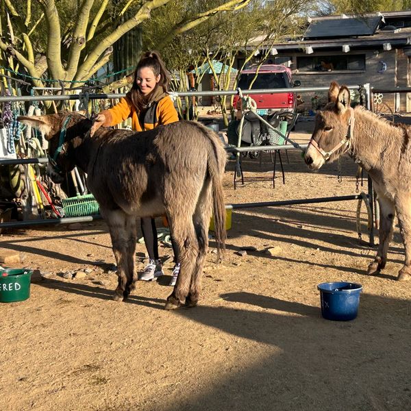 The Donkeys of the Heart, Inc - Volunteer Opportunities, Volunteers Needed, Volunteering