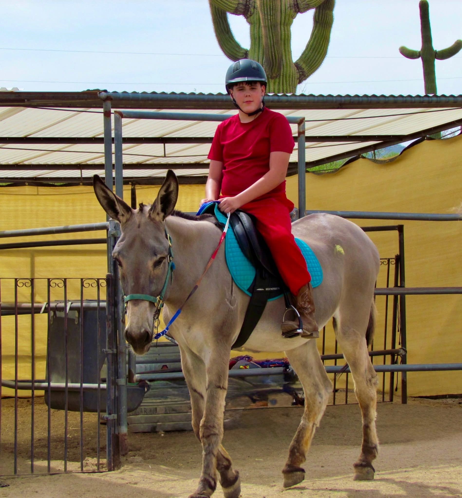 Therapeutic/Adaptive Riding Standard Size Donkey at The Donkeys of the ...