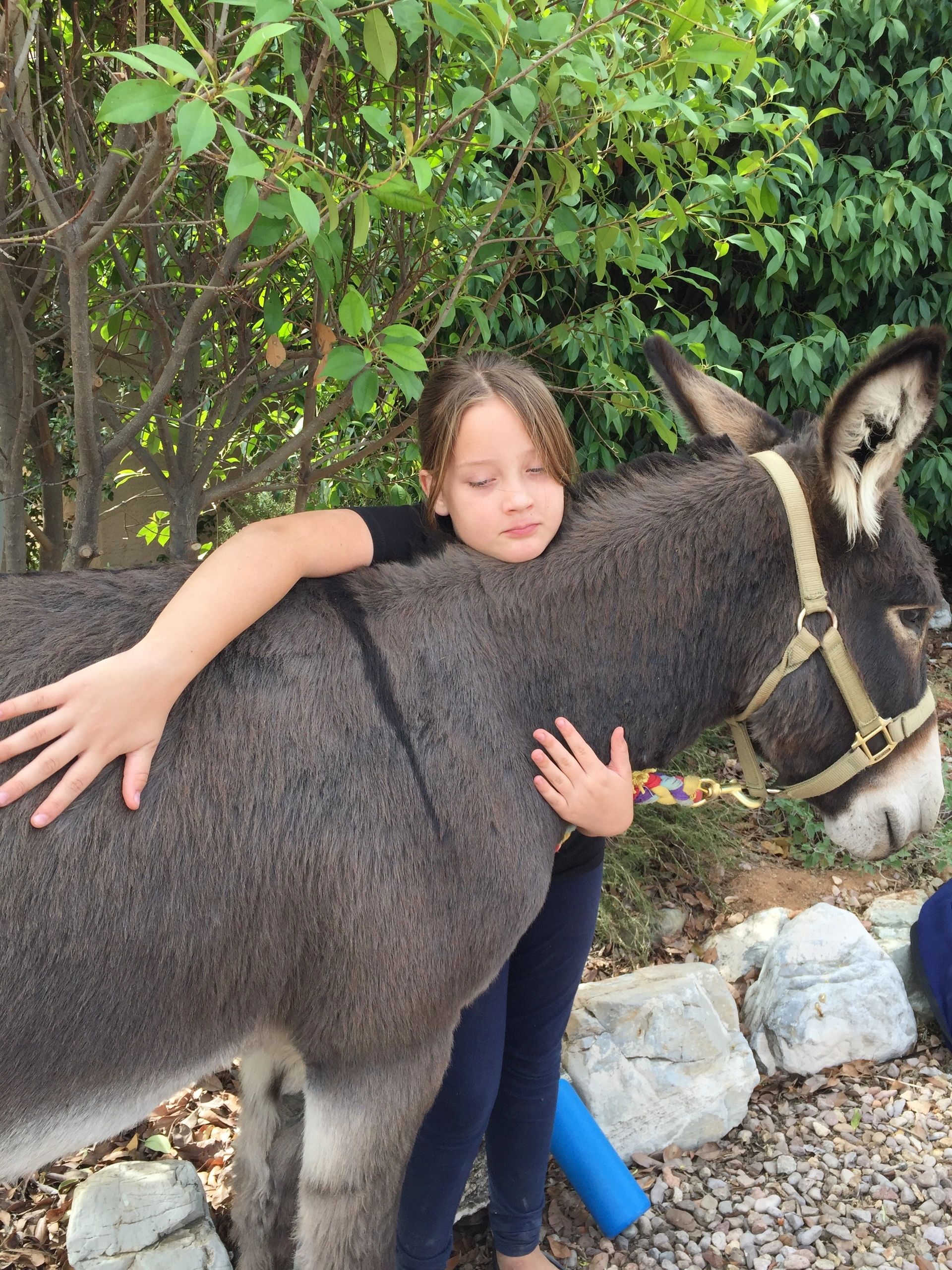 Therapeutic/Adaptive Riding Standard Size Donkey at The Donkeys of the ...