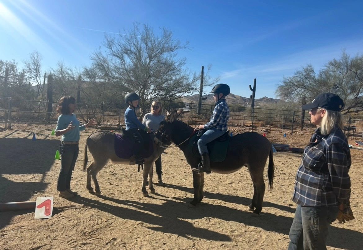 Therapeutic/Adaptive Riding Standard Size Donkey at The Donkeys of the ...