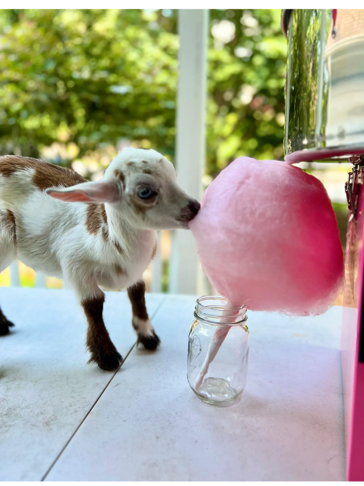 Mobile Petting Zoo Birthday Party | Buckner Family Homestead
