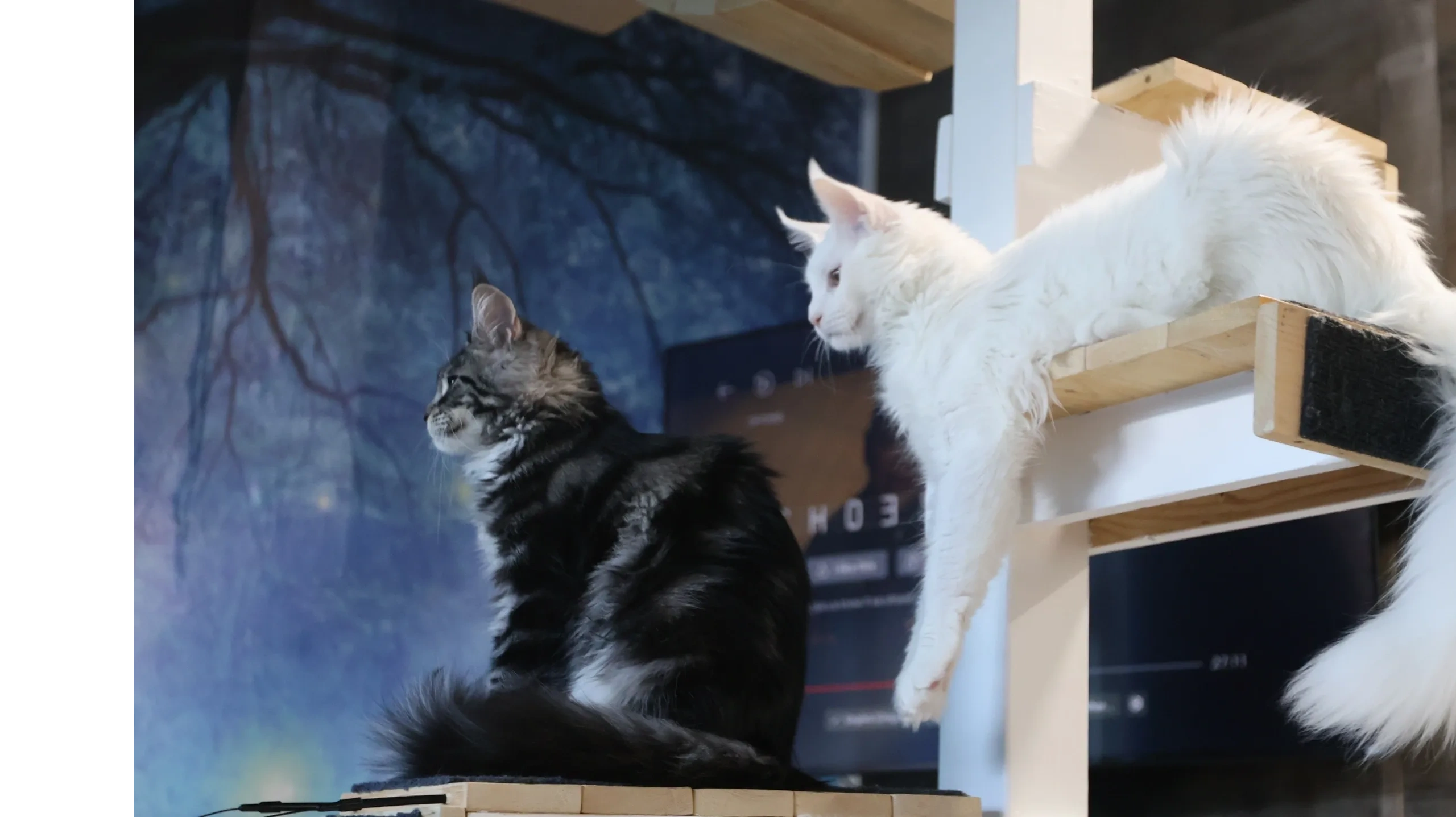 Find the Perfect Cat Apparel at Mad Cats and More