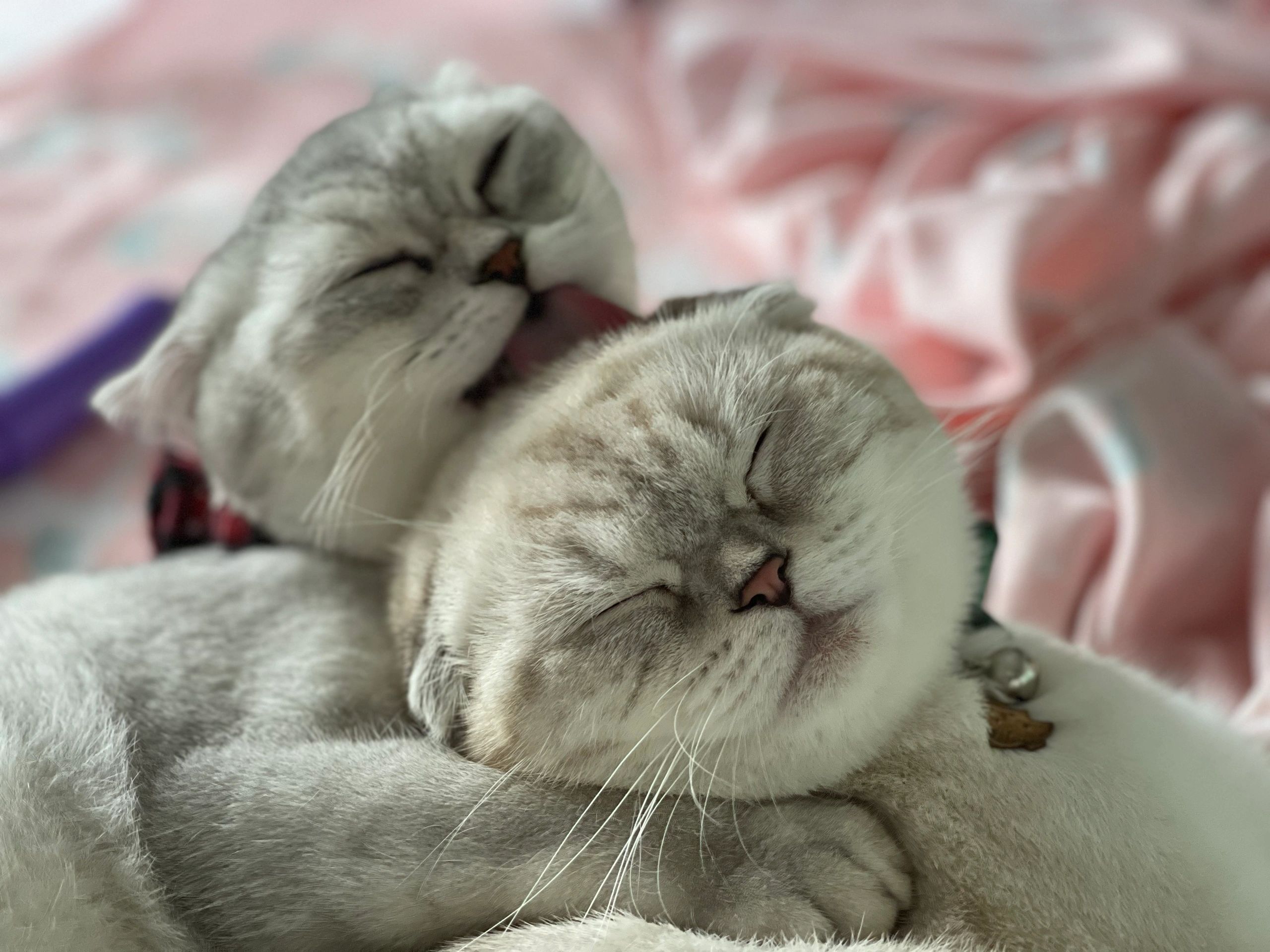 Fold Paws - Kitten Stuff, Scottish Fold Cats, Scottish Fold Kittens
