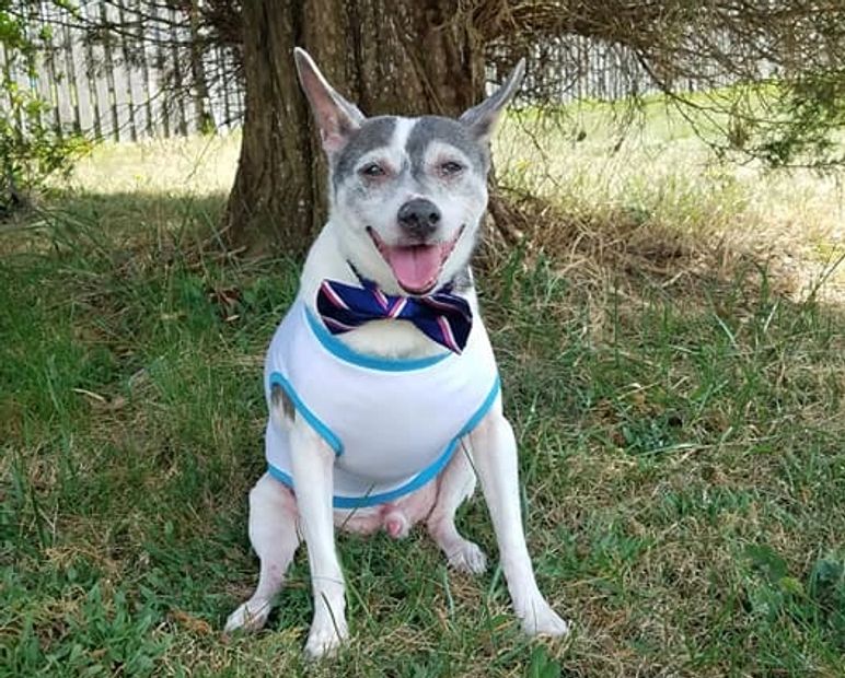 Our Story | Prance Around Pet Services