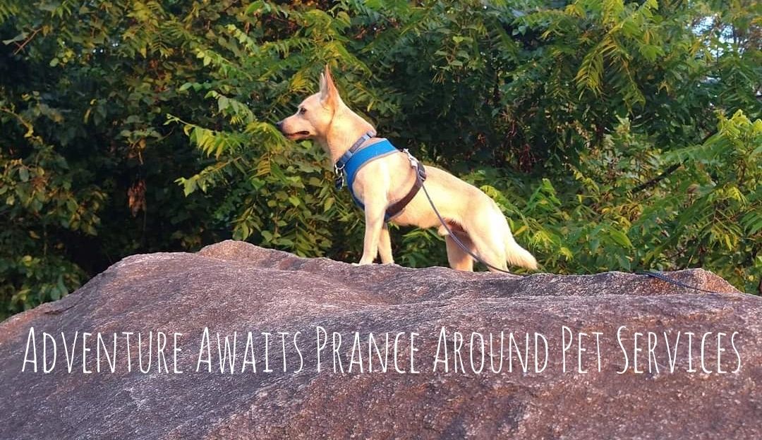 Prance Around Pet Services - Dog Walker, Pet Sitter