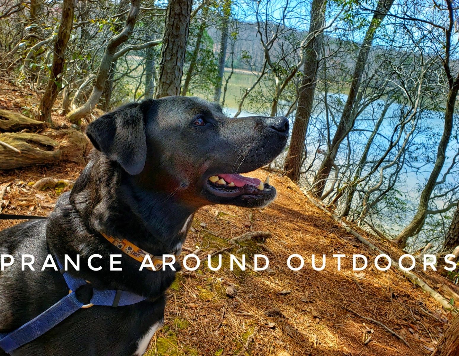 Prance Around Pet Services