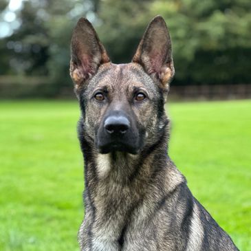 Our German Shepherds