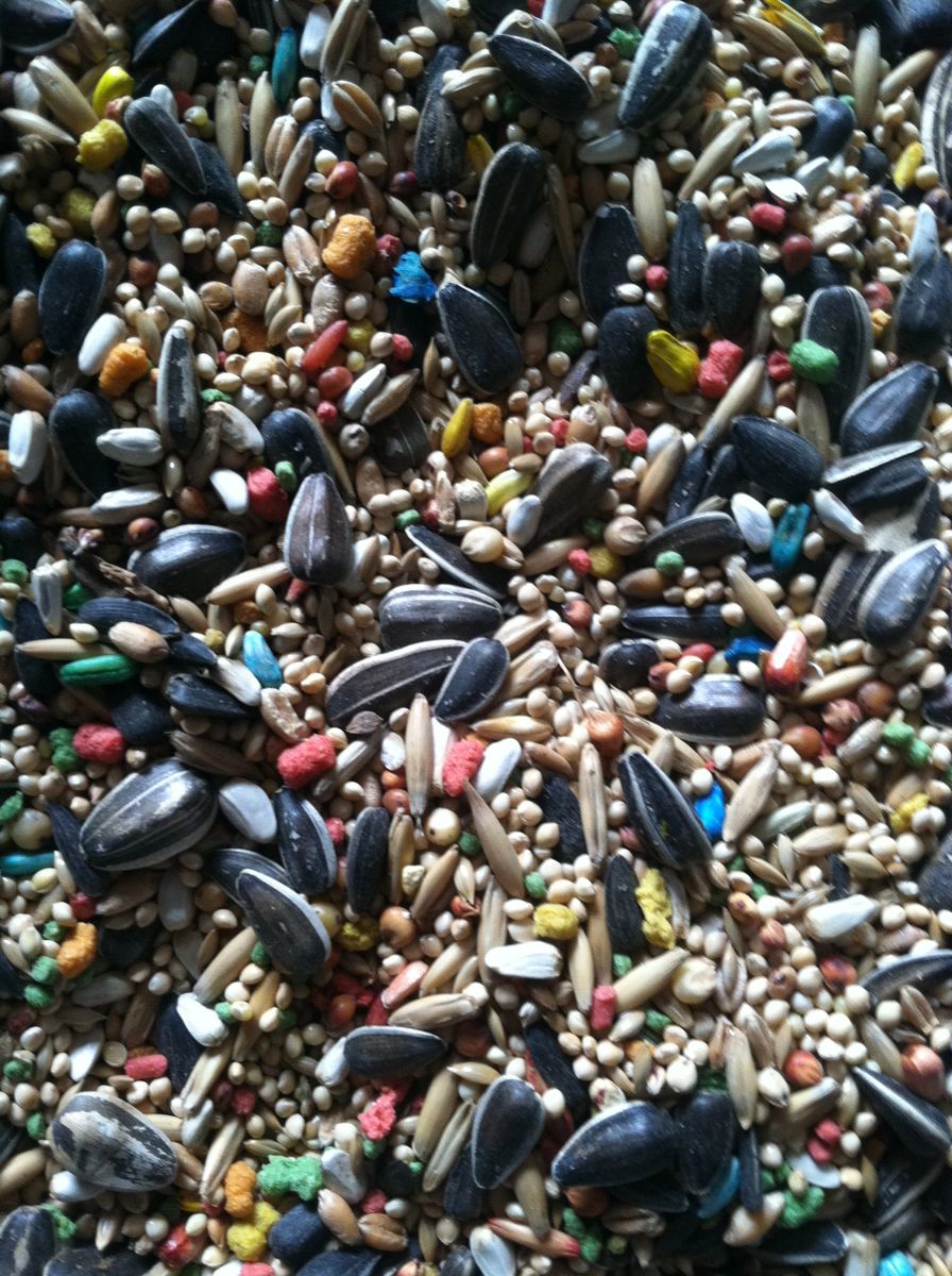 Fortified Cockatiel Seed 40 lbs