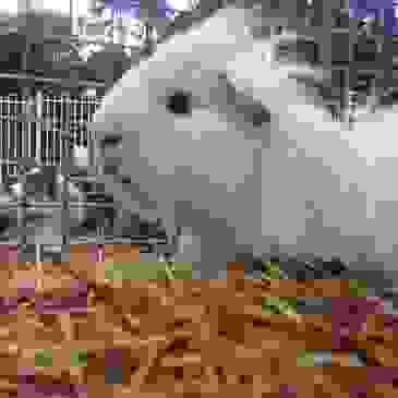 Mobile Animal Farm Petting Zoo Children Party - Myuna Farm Mobile Ark