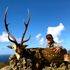 Maui Hunting Safari LLC - Axis Deer Maui, Hawaii Axis Deer | Maui ...