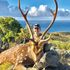 Maui Hunting Safari LLC - Axis Deer Maui, Hawaii Axis Deer | Maui ...