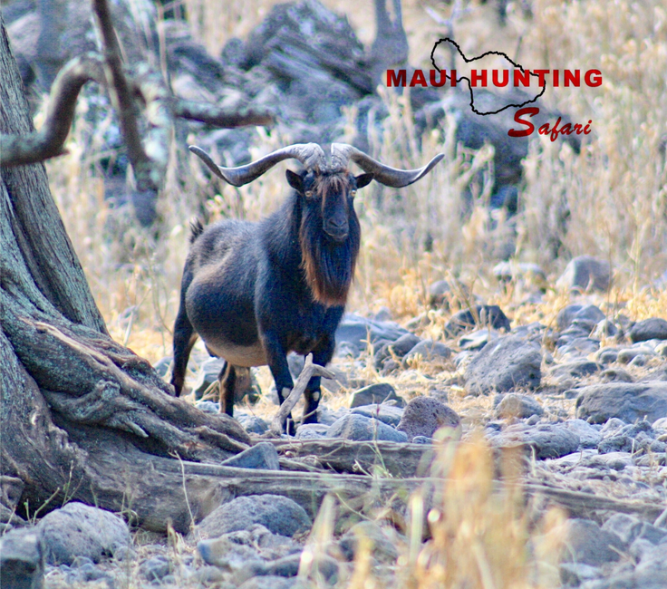 Maui Hunting Safari LLC - Goat Hunting Maui, Hawaii Hunting Goats ...