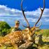Maui Hunting Safari LLC - Axis Deer Maui, Hawaii Axis Deer | Maui ...
