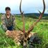 Maui Hunting Safari LLC - Axis Deer Maui, Hawaii Axis Deer | Maui ...