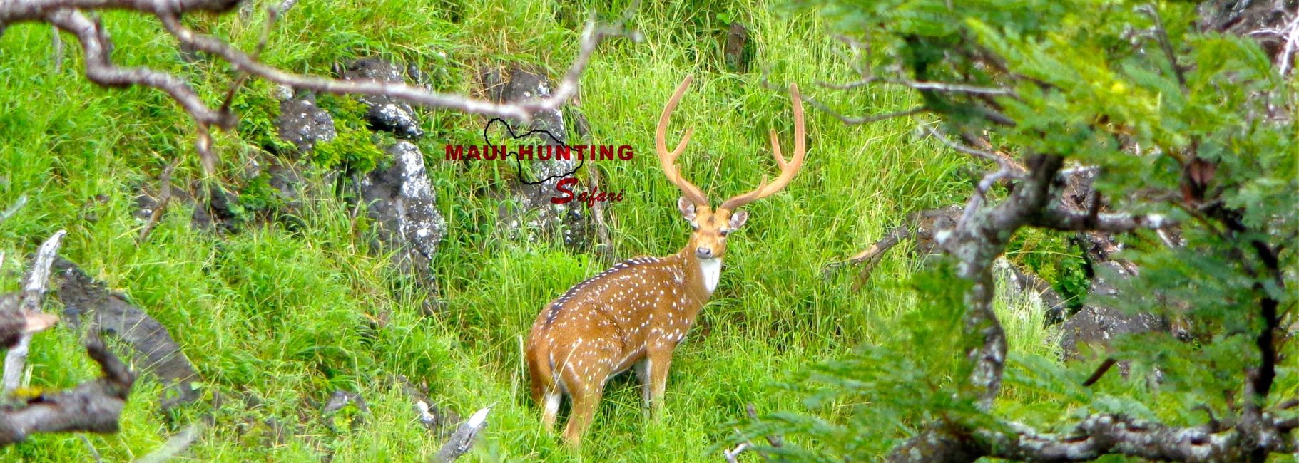Maui Hunting Safari LLC - Axis Deer Maui, Hawaii Axis Deer | Maui ...