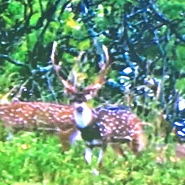 Maui Hunting Safari LLC - Maui Hunting, Hunting Hawaii, Axis Deer