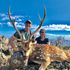 Maui Hunting Safari LLC - Axis Deer Maui, Hawaii Axis Deer | Maui ...