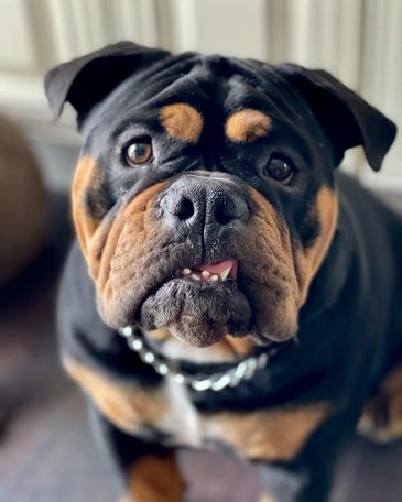 ACE Bulldogs - English Bulldogs, English Bulldog Puppies, Breeder