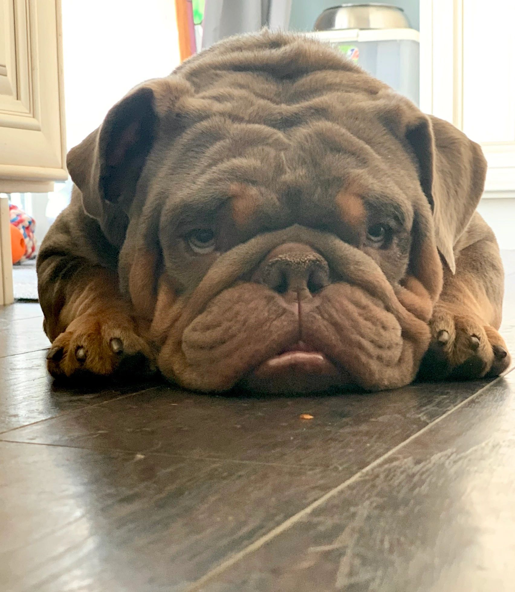 Puppies | Ace's Inked Bulldogs
