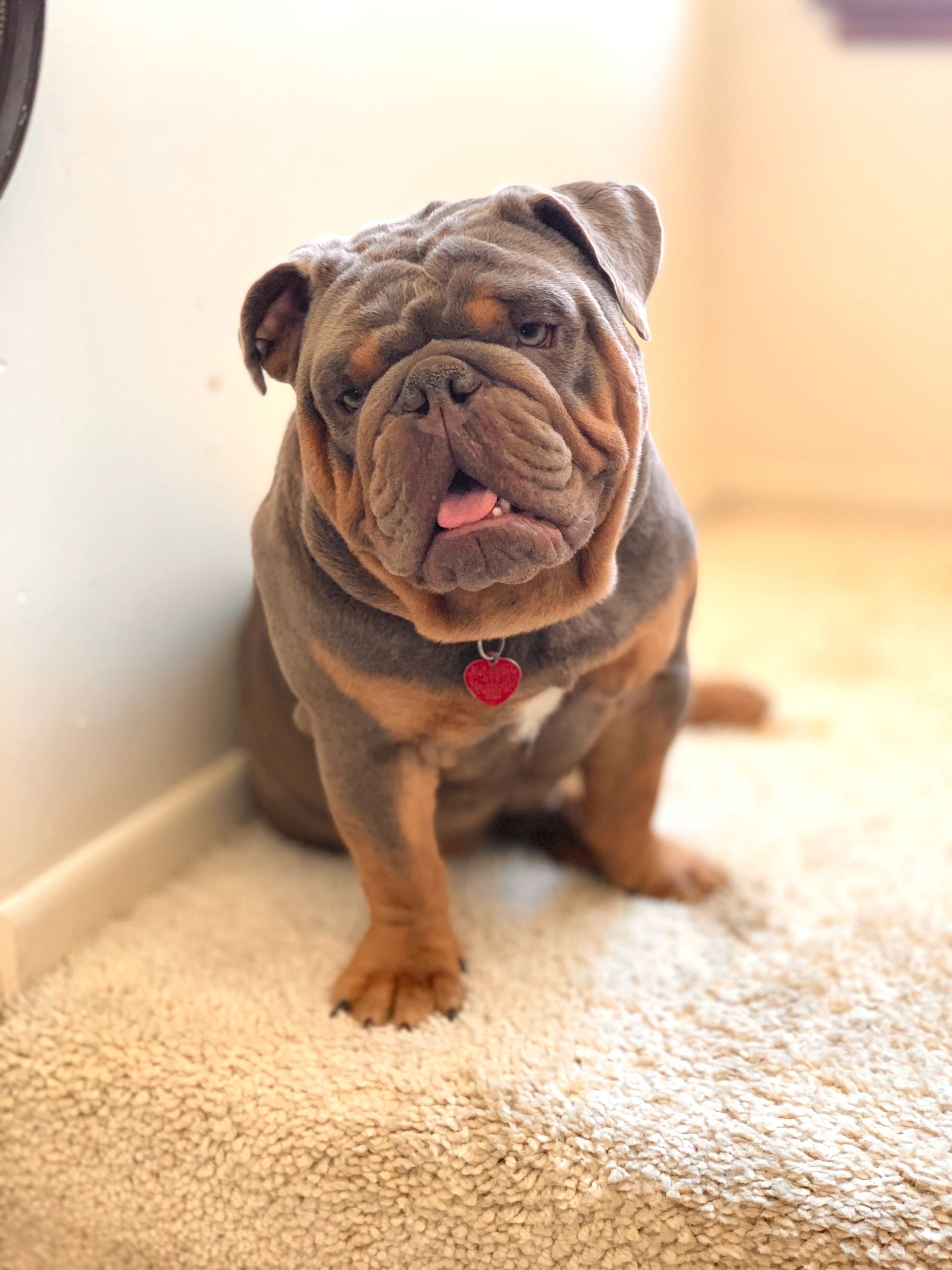 Puppies | Ace's Inked Bulldogs