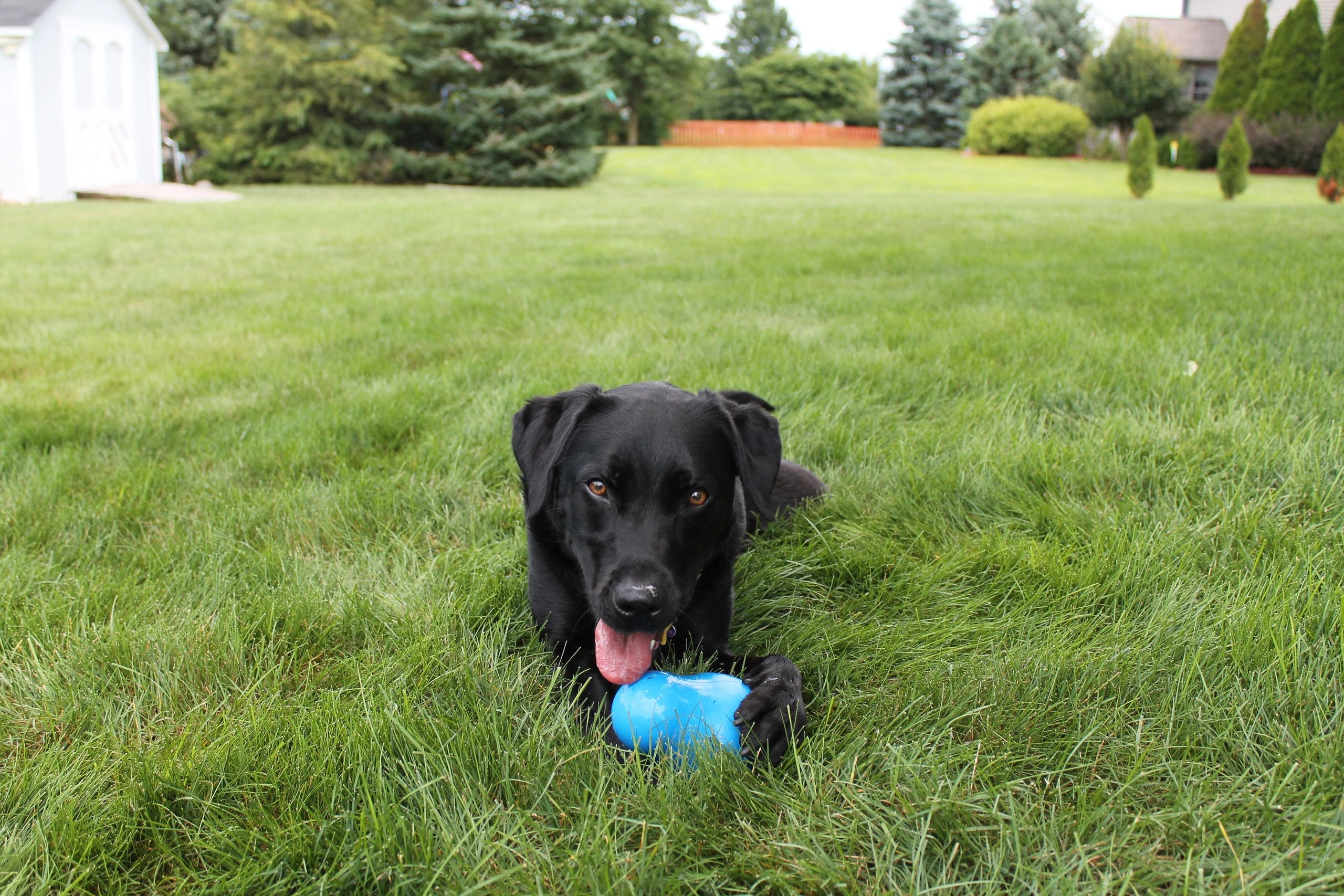 SimpleDog