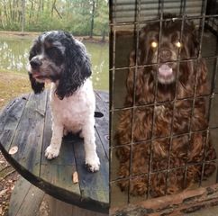 SmithenryBullies-N-More.com - Pet Breeder