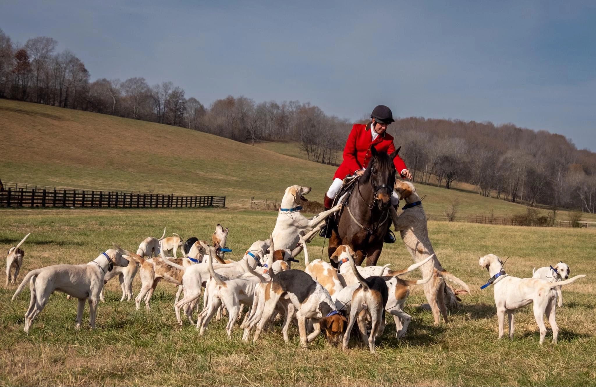The Mells Foxhounds - Foxhunting - Pulaski, Tennessee