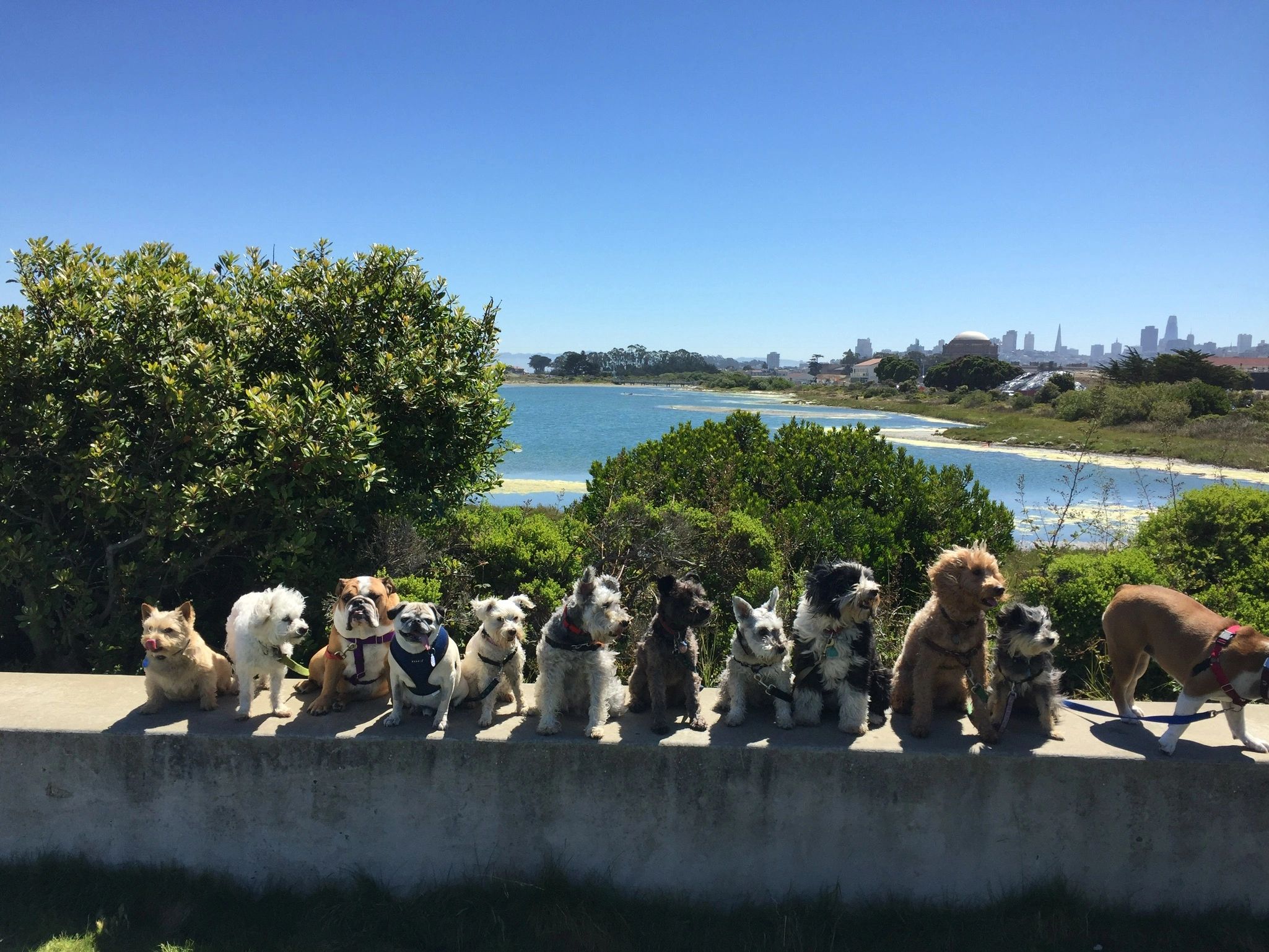 Walks & Wags