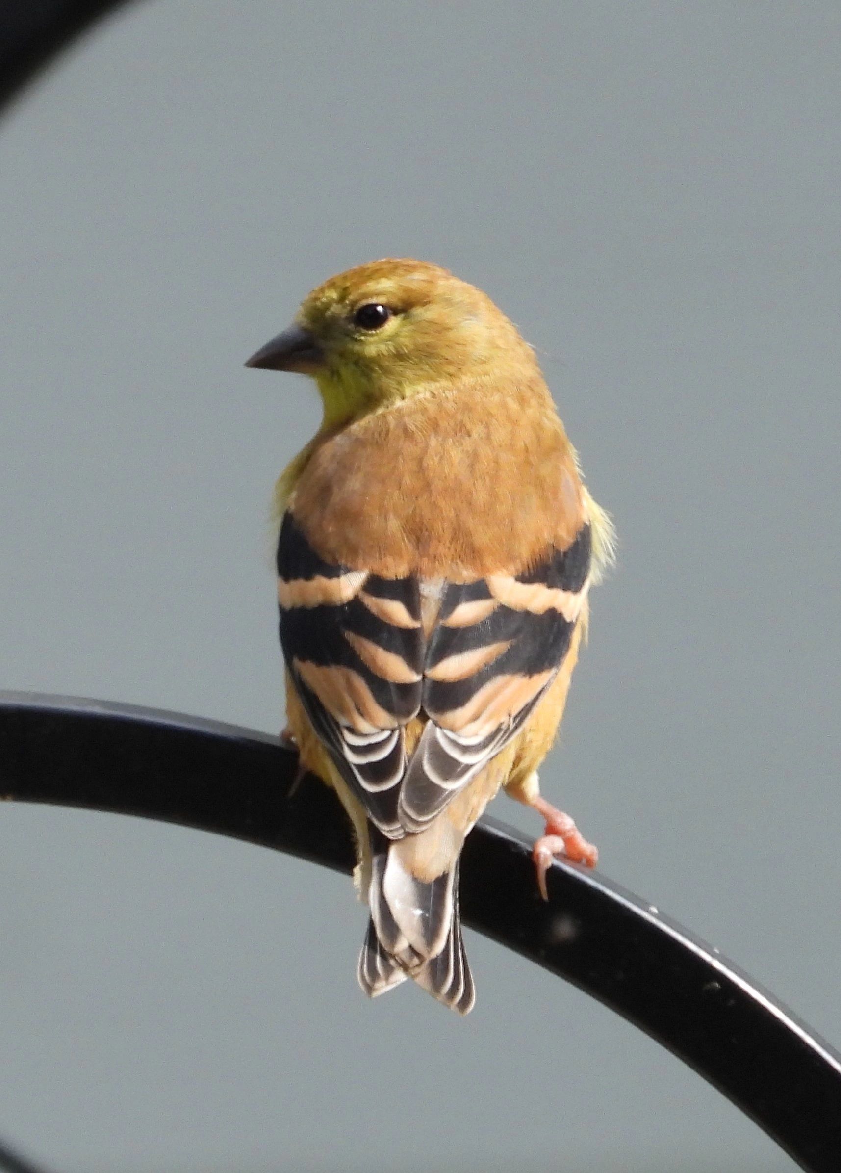 Baird Ornithological Club