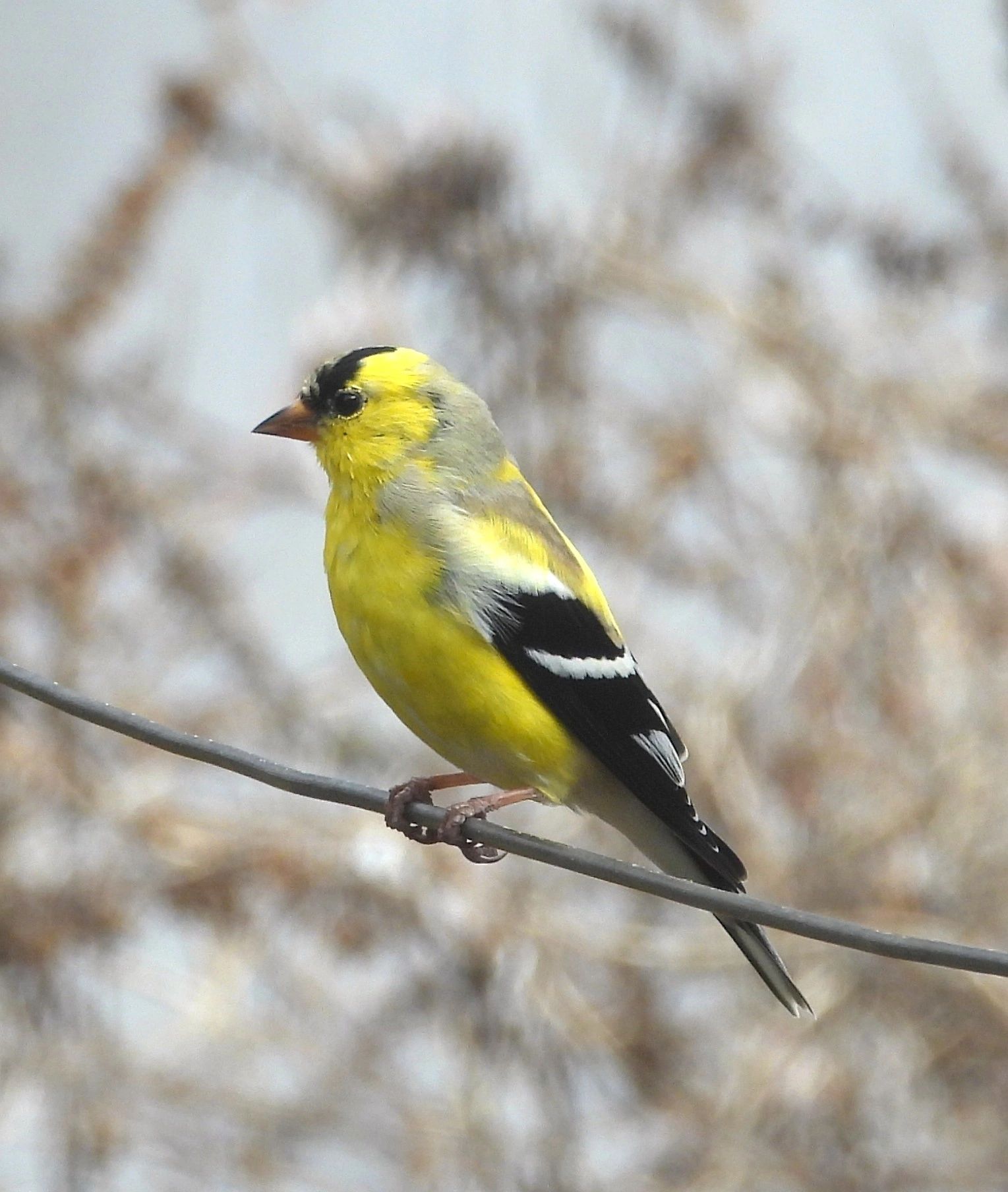PA 3rd Bird Atlas info