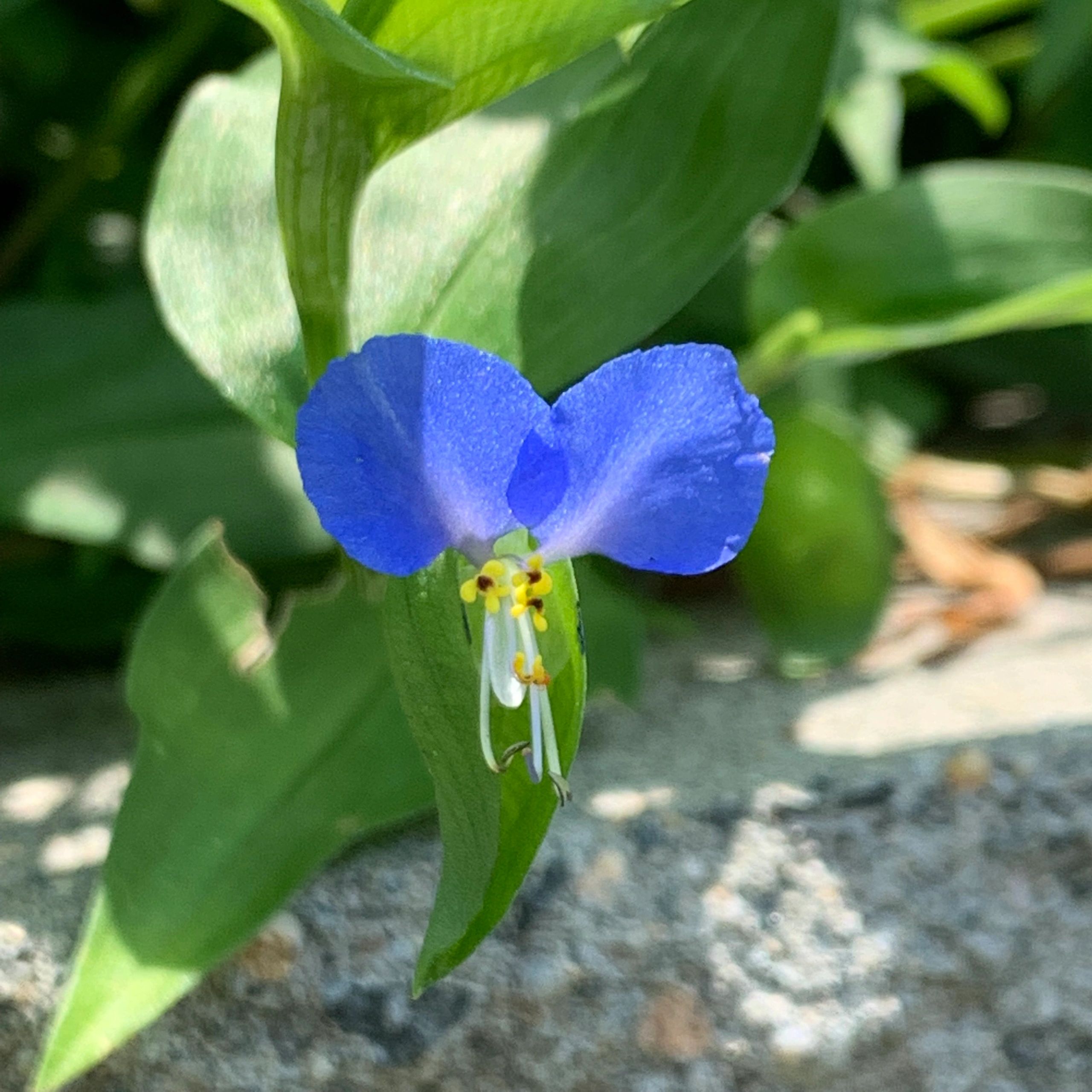 Asiatic Dayflower: Speak Your Truth