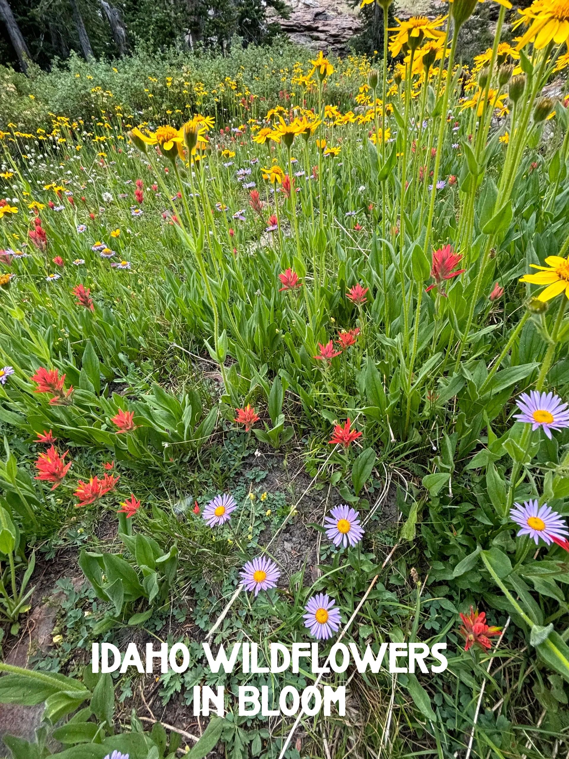 Idaho Wildflowers