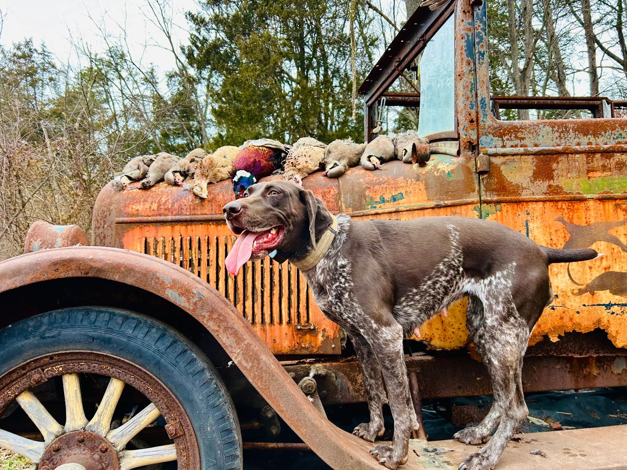 Dogs