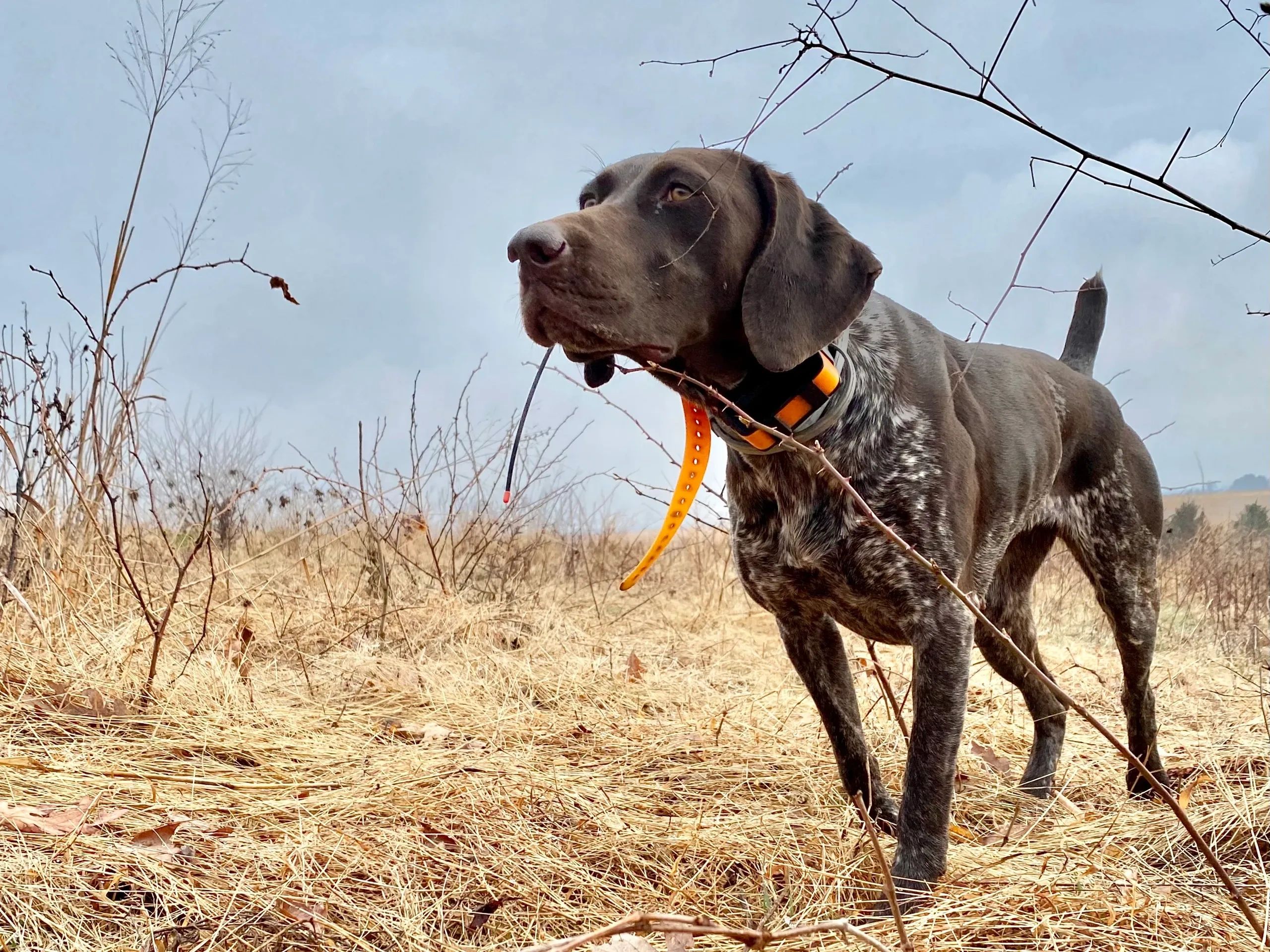 Hunt Gallery - Bichell