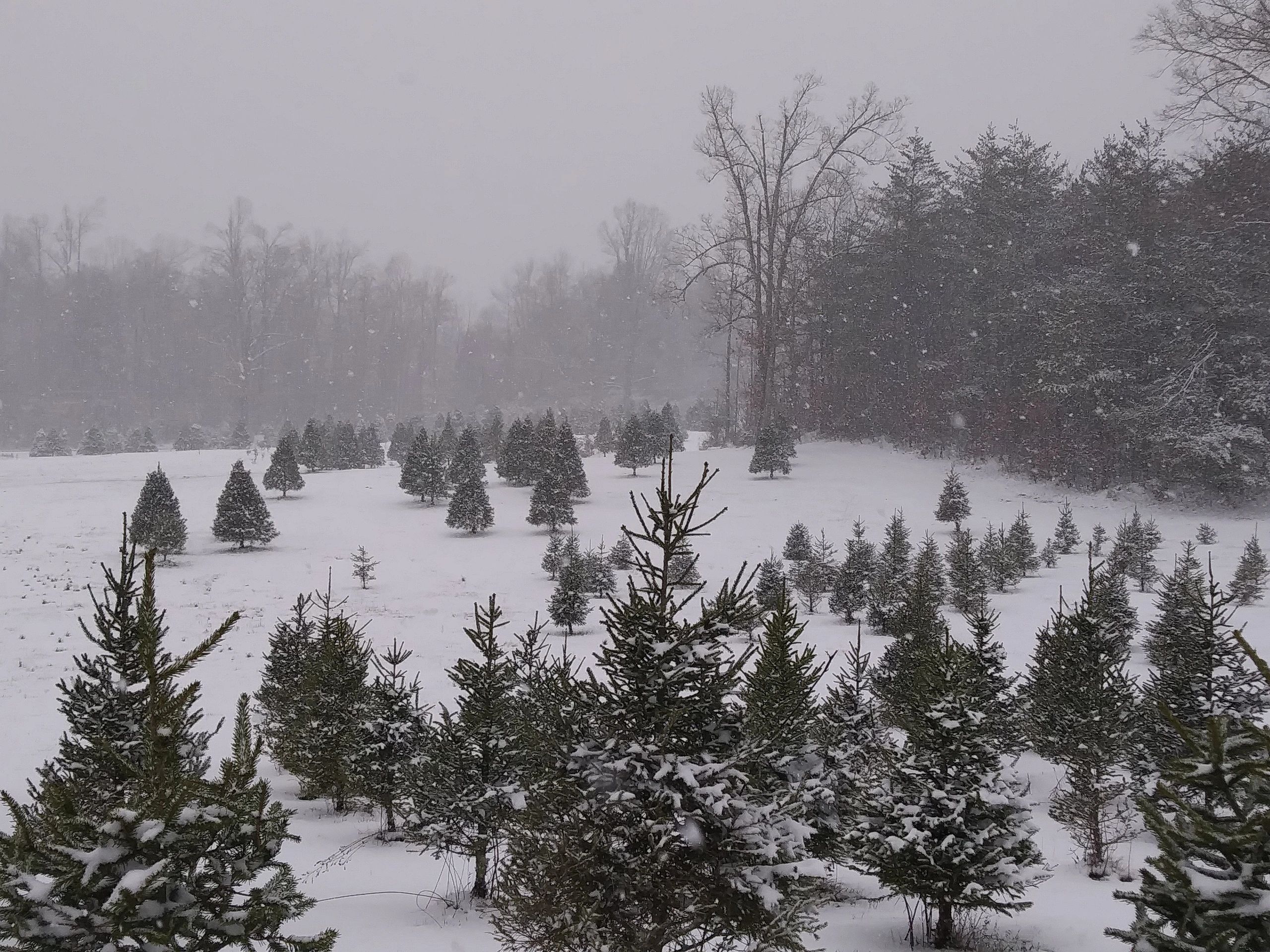 Sycamore Springs Christmas Tree Farm - Home