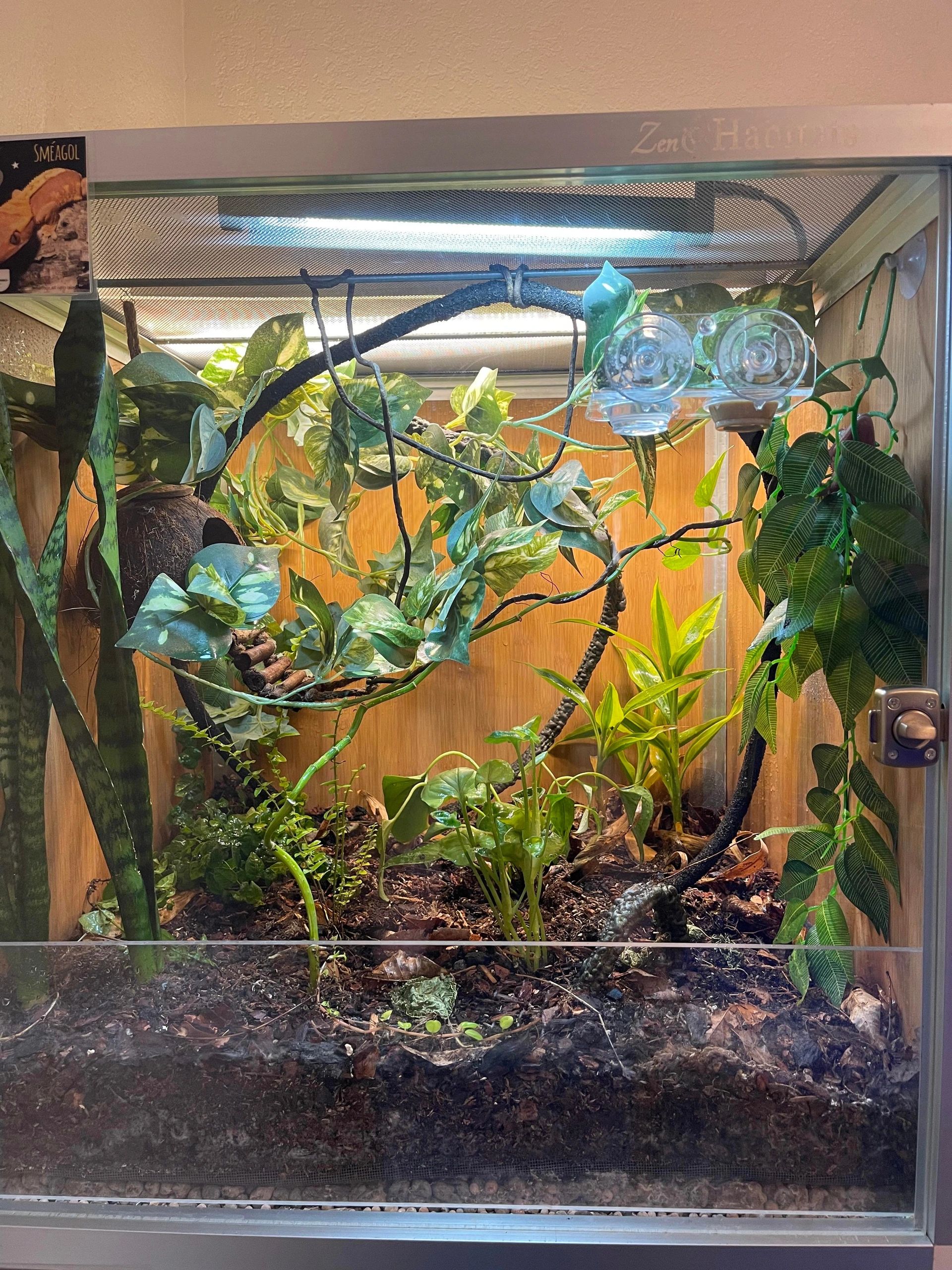 Crested Gecko Terrarium