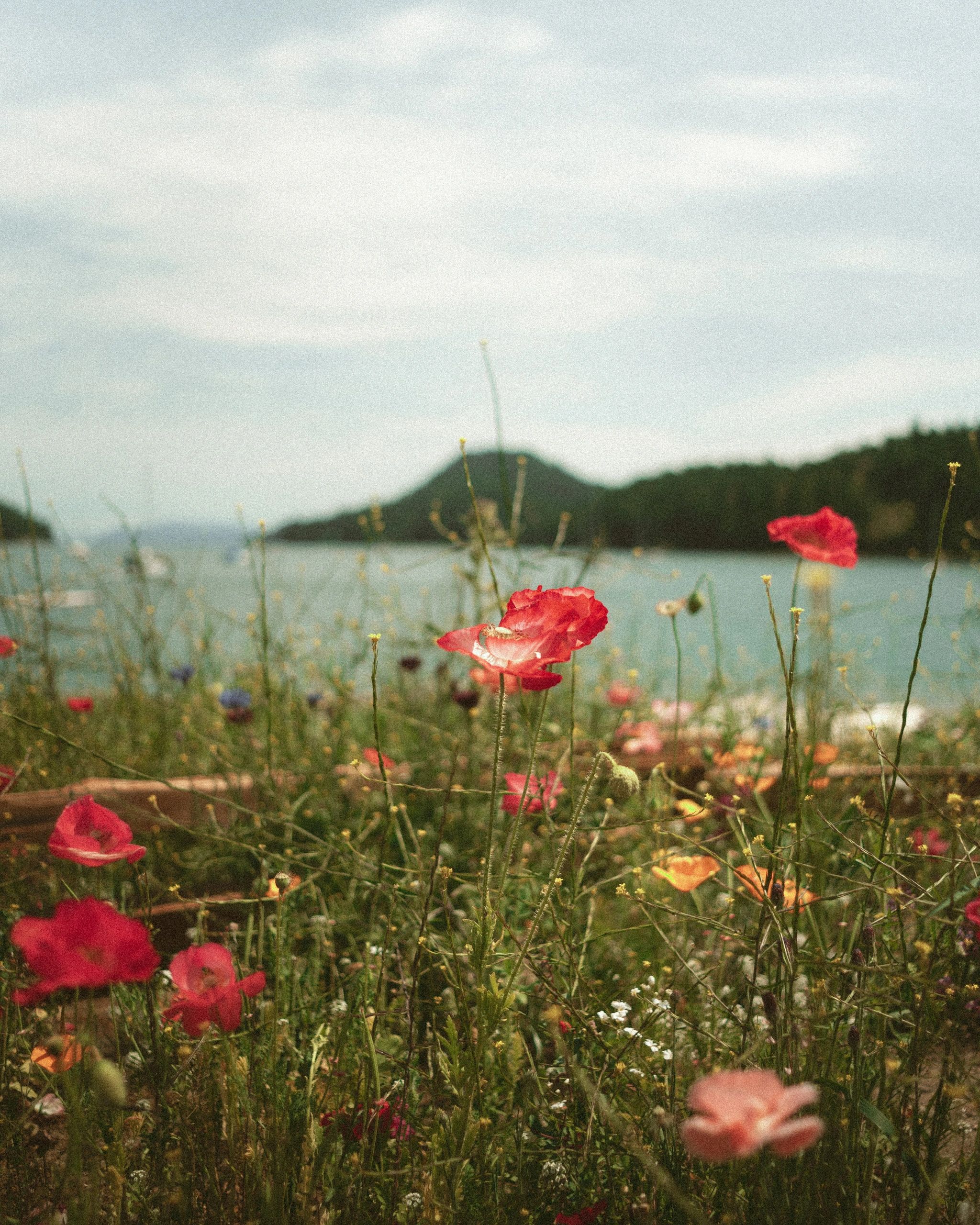 Avalon Flower Farm