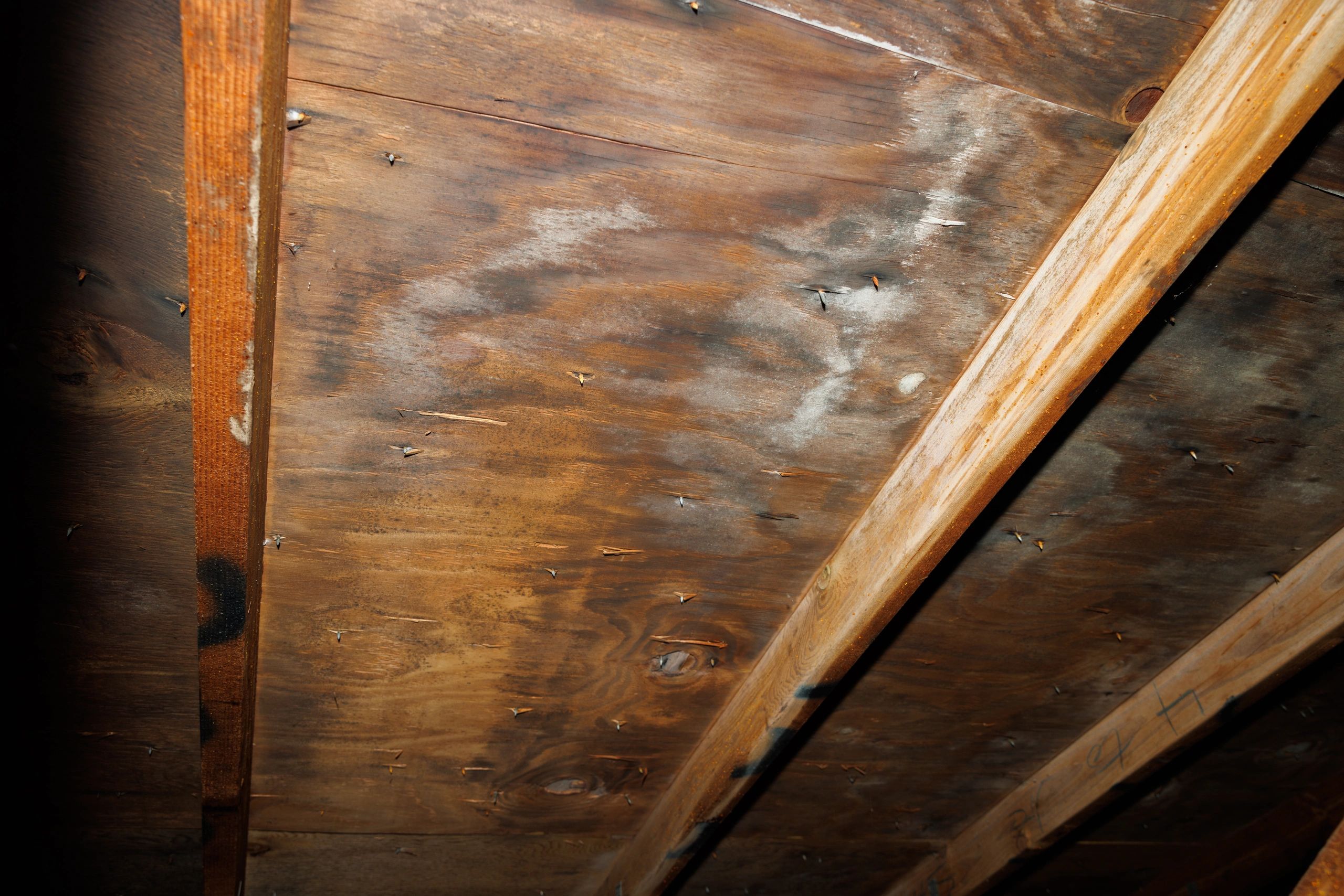 What to Do When You Find Mold in Your Home