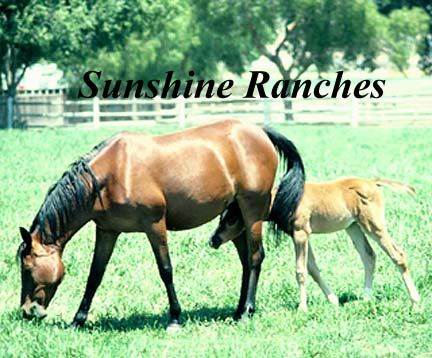 Sunshine Ranches