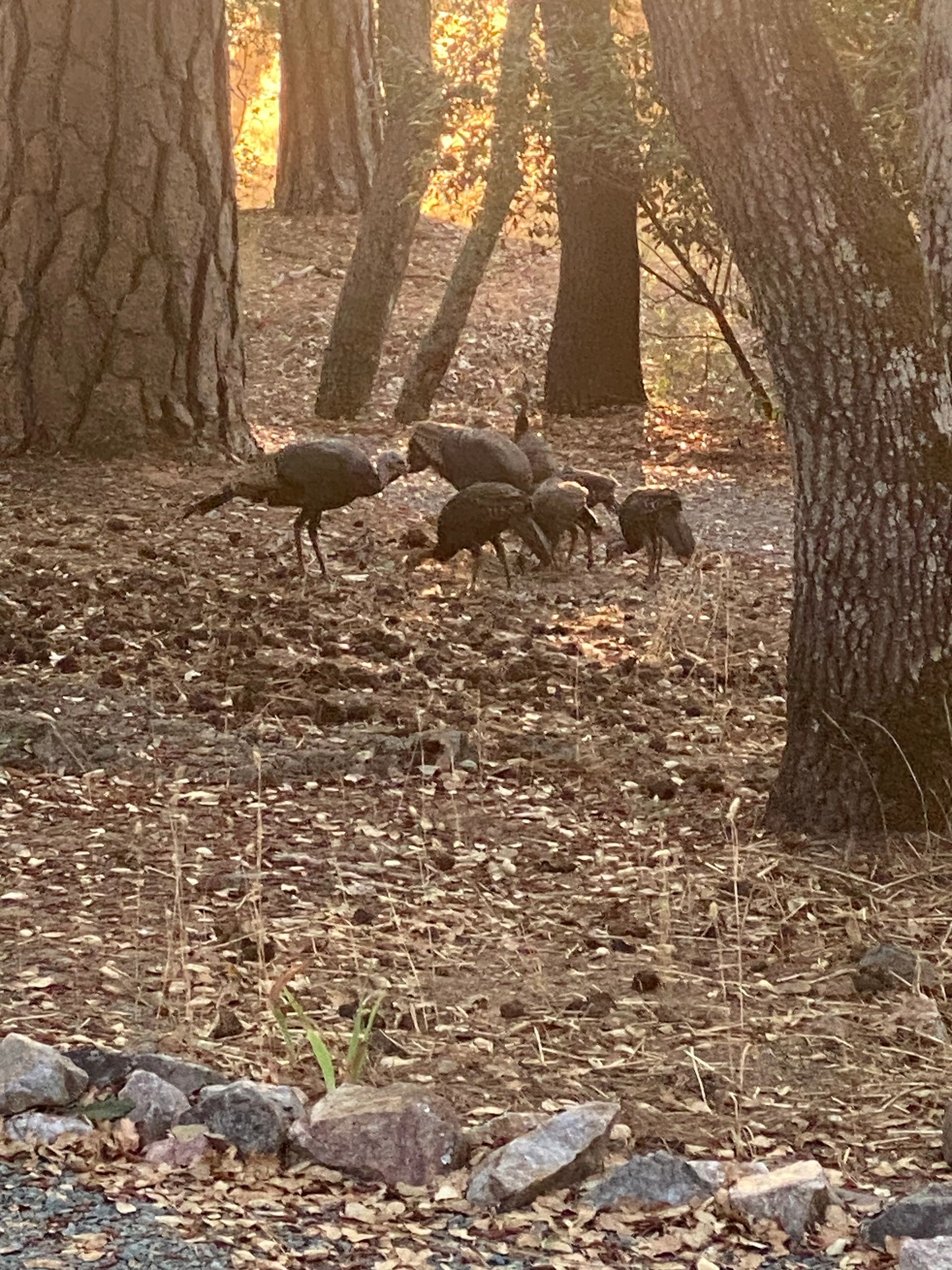 Pillars of Counseling(4): Coping Skills