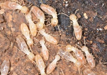 Anteater Termite & Pest Control, Inc.