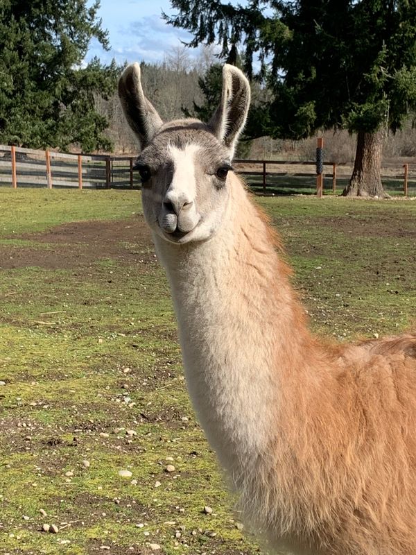 Topstall Farm - Llamas, Alpaca